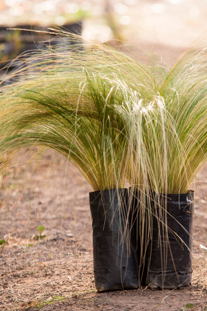 Nassella tenuissima | Pasto aguja – 3 lts. – Andinia Flora Nativa